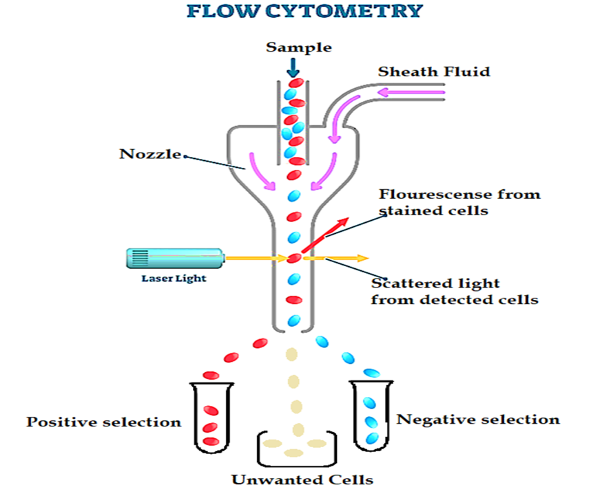 How to choose between CTC and ctDNA in cancer detection? – BMS Clinic